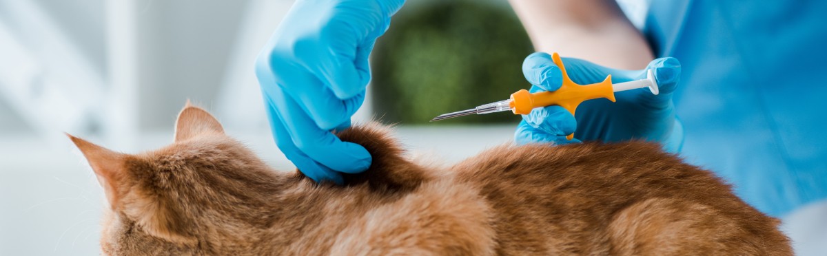 "Descubre los secretos del microchip para proteger a tu gato"
