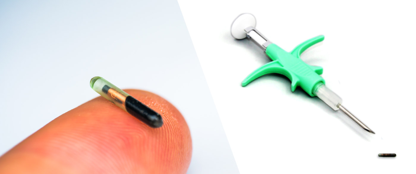 "Descubre los secretos del microchip para proteger a tu gato"