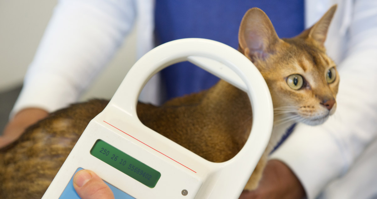 "Descubre los secretos del microchip para proteger a tu gato"