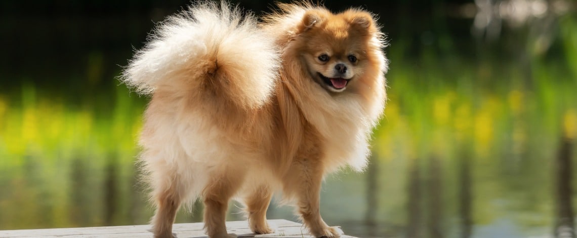 "Descubre cómo el Spitz alemán puede sorprenderte con su peso y aspecto"