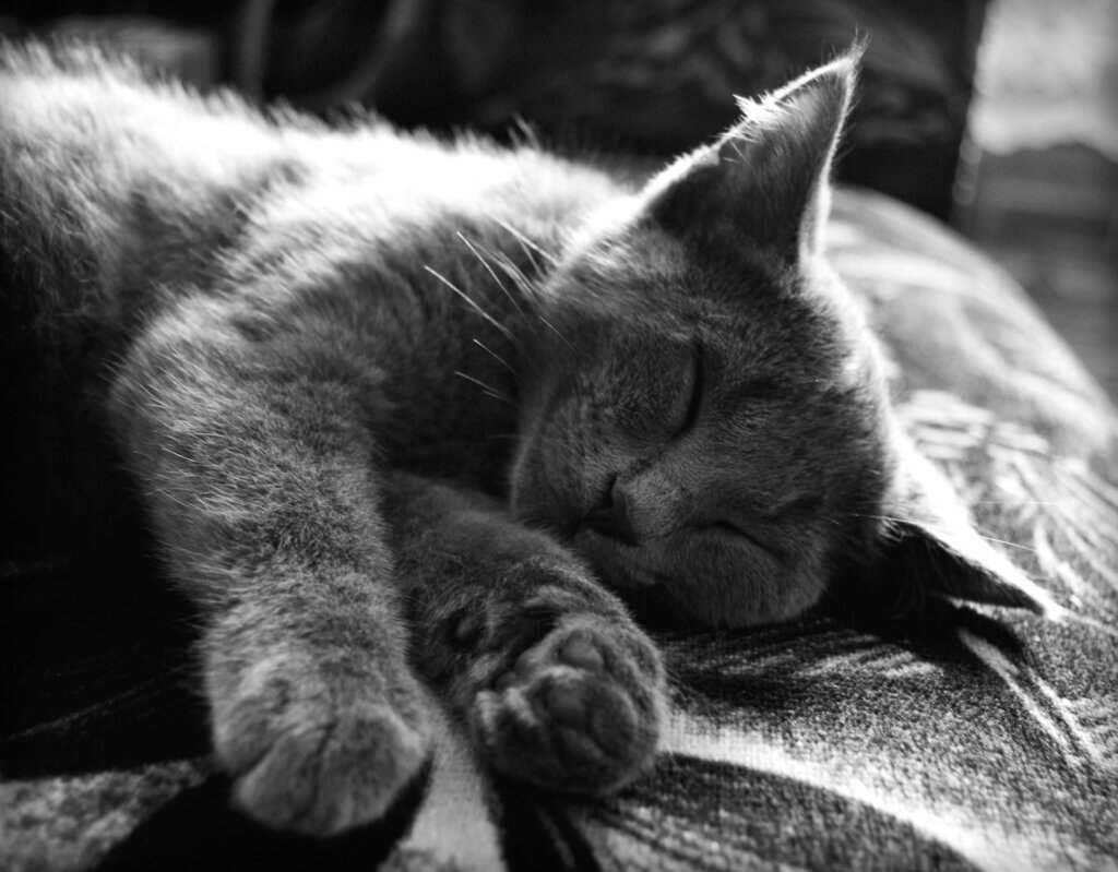 "¿Sabías que los gatos sueñan? Descubre estos 5 datos asombrosos sobre ...