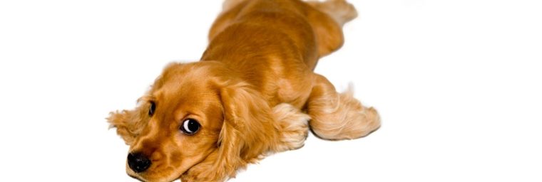 "Descubre el sorprendente peso y tamaño del Cocker Spaniel Inglés que ...