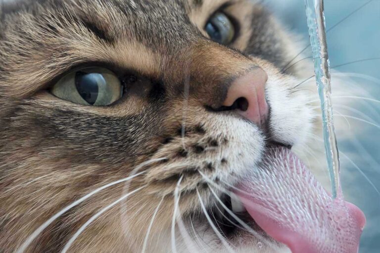 "Descubre por qué mi gato bebe tanto y si es normal o no"