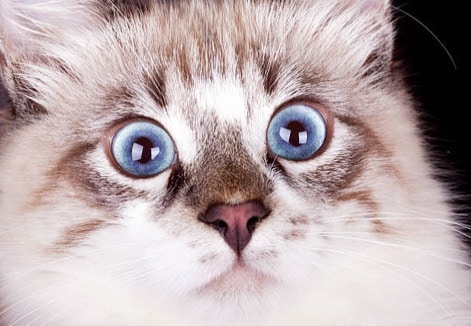 "7 trucos infalibles para calmar a un gato estresado en segundos: ¡No ...