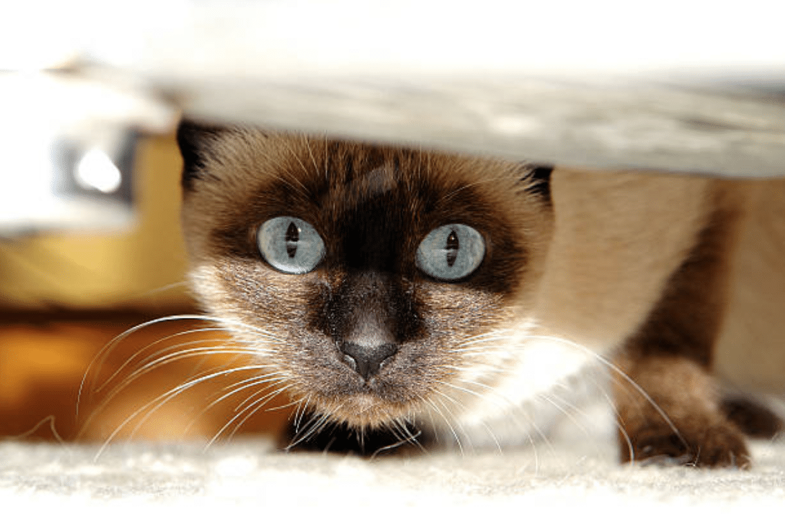 "Descubre las 11 señales de estrés en gatos que podrías estar ignorando"