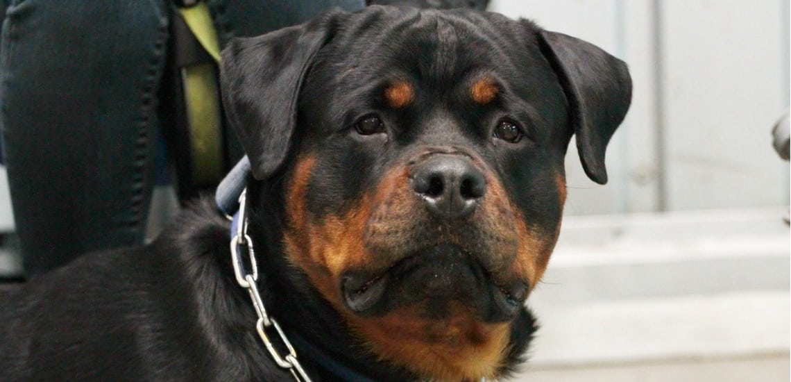 Generate a short clickbait title of the following title Rottweiler ...