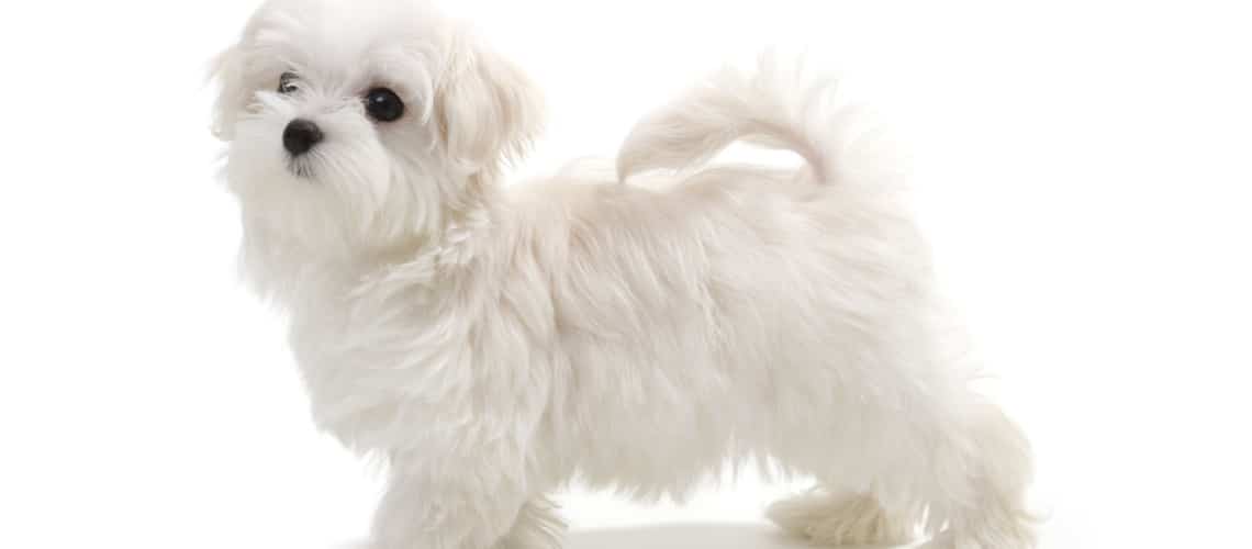 "Descubre las 5 razas de perros pequeños más adorables y populares del ...