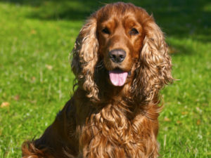 Generate a short clickbait title of the following title Cocker Spaniel ...